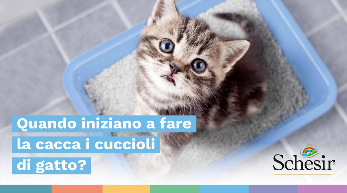 Quando iniziano a fare la cacca i cuccioli di gatto? | Schesir