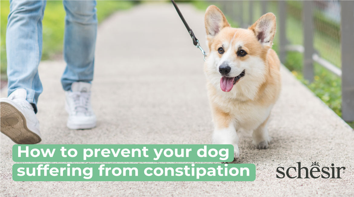 How to prevent your dog suffering from constipation | Schesir